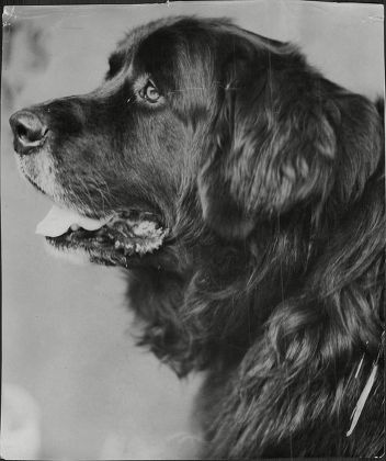 1,000 1930s dogs Stock Pictures, Editorial Images and Stock Photos ...