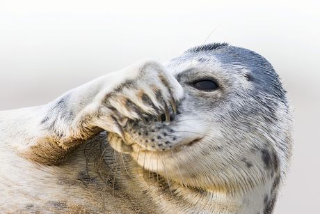 Atlantic Grey Seal Covers Face Flipper Editorial Stock Photo - Stock ...