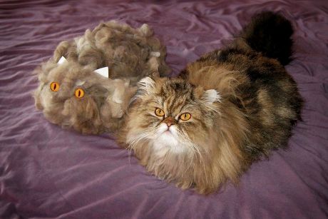 'Super mega' cat photo competition by YO! Sushi, Britain - Apr 2013 ...
