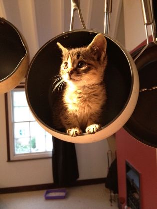'Super mega' cat photo competition by YO! Sushi, Britain - Apr 2013 ...