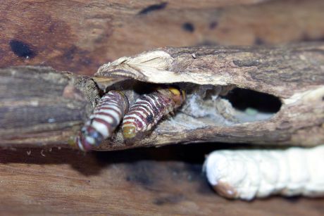 Witchetty Grubs Bush Tucker Food Eaten Editorial Stock Photo - Stock ...
