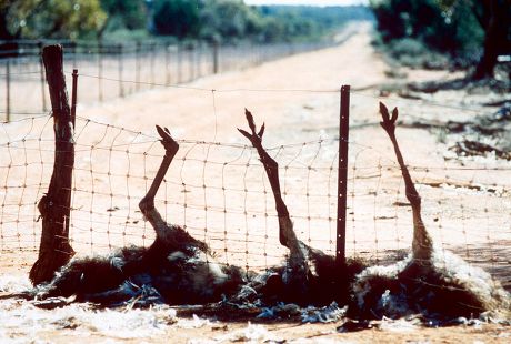 Man Looking Emu Corpses Editorial Stock Photo - Stock Image | Shutterstock