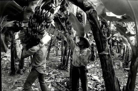 Honduras Industry Bananas Exporting Banana Wars Editorial Stock Photo ...