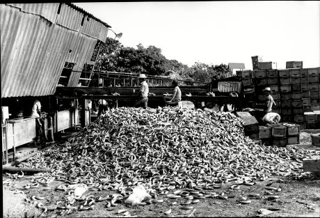Honduras Industry Bananas Exporting Banana Wars Editorial Stock Photo ...