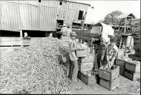 Honduras Industry Bananas Exporting Banana Wars Editorial Stock Photo ...