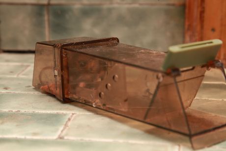 Mouse Trapped Humane Mouse Trap Editorial Stock Photo - Stock Image ...