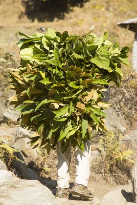 34 Heavy foliage Stock Pictures, Editorial Images and Stock Photos ...