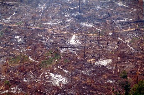 Aerial View Amazon Rainforest Destruction Editorial Stock Photo - Stock ...
