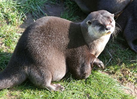 86 Short clawed otter Stock Pictures, Editorial Images and Stock Photos ...