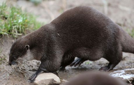 86 Short clawed otter Stock Pictures, Editorial Images and Stock Photos ...