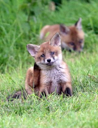 Fox Cubs Playing Editorial Stock Photo - Stock Image | Shutterstock