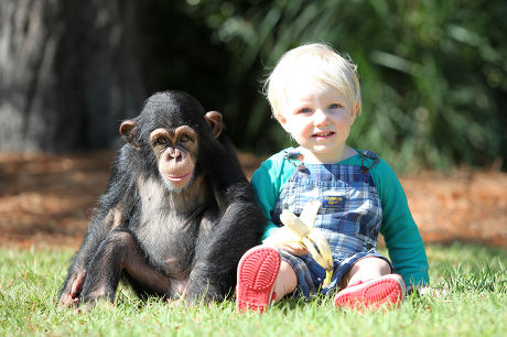 250 Baby chimp Stock Pictures, Editorial Images and Stock Photos ...