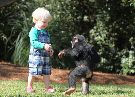 250 Baby chimp Stock Pictures, Editorial Images and Stock Photos ...