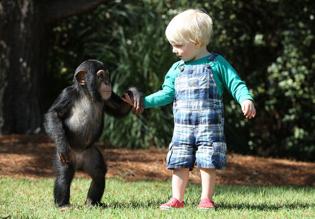 __COUNT__ Baby chimp and little boy become friends at Myrtle Beach ...