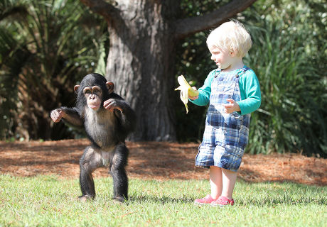 250 Baby chimp Stock Pictures, Editorial Images and Stock Photos ...