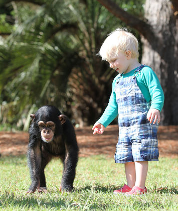 250 Baby chimp Stock Pictures, Editorial Images and Stock Photos ...