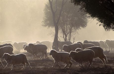 Flock Sheep Outback Australia Editorial Stock Photo - Stock Image | Shutterstock