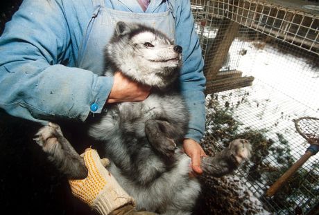 Caged Fox Editorial Stock Photo - Stock Image | Shutterstock