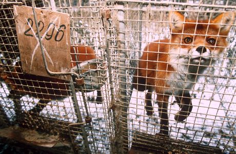 Caged Fox Editorial Stock Photo - Stock Image | Shutterstock