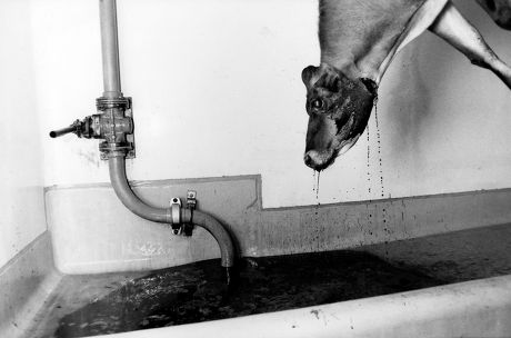 Slaughtered Cow Hung Bleed Editorial Stock Photo - Stock Image ...