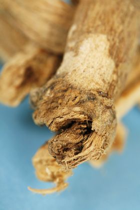 Marsh Mallow Althea Officinalis Root Editorial Stock Photo - Stock ...