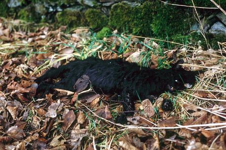 Dead Black Cat Editorial Stock Photo - Stock Image | Shutterstock