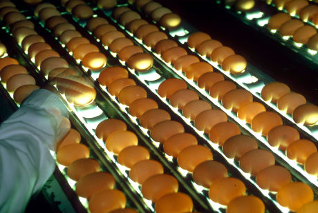 Egg Production Editorial Stock Photo - Stock Image | Shutterstock
