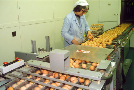 Egg Production Editorial Stock Photo - Stock Image | Shutterstock