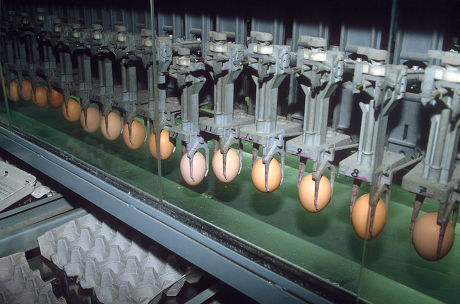 Egg Production Editorial Stock Photo - Stock Image | Shutterstock