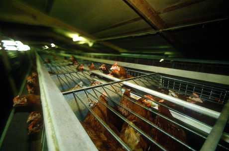 Battery Hens Egg Production South East Editorial Stock Photo - Stock ...