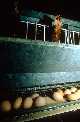 Battery Hens Egg Production South East Editorial Stock Photo - Stock ...