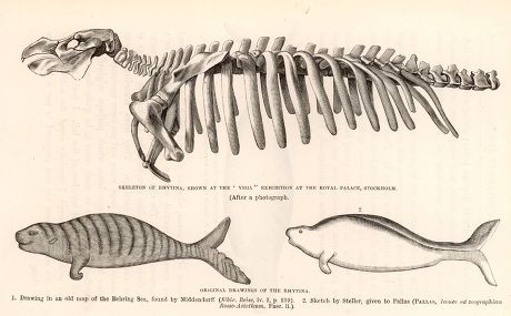 Stellers Seacow Hydrodamalis Gigasrhytina Gigas Seacow Editorial Stock ...
