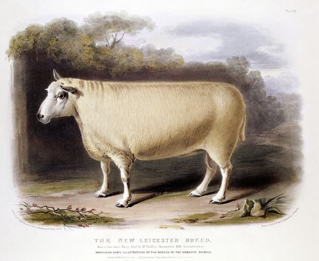 New Leicester Dishley Ram This Breed Editorial Stock Photo - Stock ...
