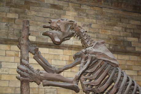 Megatherium Americanum Editorial Stock Photo - Stock Image | Shutterstock