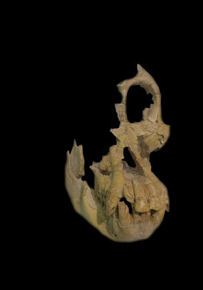 Fragment Sivapithecus Sivalensis Scull Editorial Stock Photo - Stock ...