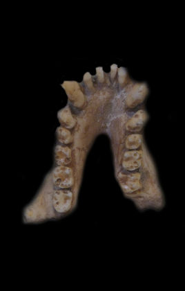 2 Sivapithecus Stock Pictures, Editorial Images and Stock Photos ...