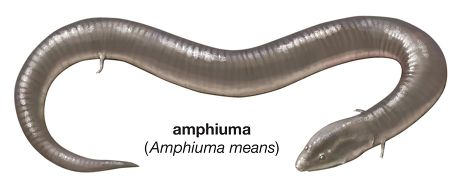 2 Amphiuma means Stock Pictures, Editorial Images and Stock Photos ...