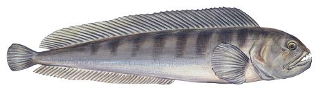 12 Wolffish Stock Pictures, Editorial Images and Stock Photos ...