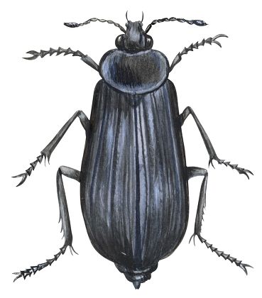Carrion Beetle Editorial Stock Photo - Stock Image | Shutterstock