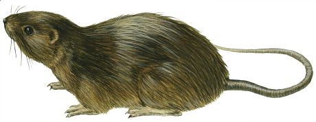 Florida Water Rat Editorial Stock Photo - Stock Image | Shutterstock