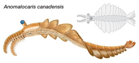 1 Anomalocaris Stock Pictures, Editorial Images and Stock Photos ...