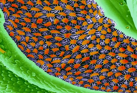 68 Parasitology Stock Pictures, Editorial Images and Stock Photos ...