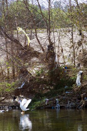 Pollution Los Angeles River Usa Waterfowl Editorial Stock Photo - Stock ...