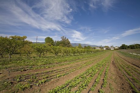 Center Urban Agriculture Fairview Gardens Alley Editorial Stock Photo ...