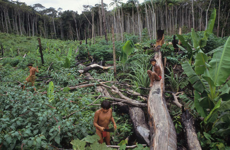 Yanomami Amerindians Venezuela Amazonas Serra Parima Editorial Stock ...