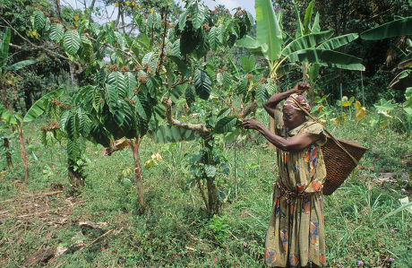 Harvesting Coffee Cameroon Sw Province Mount Editorial Stock Photo ...