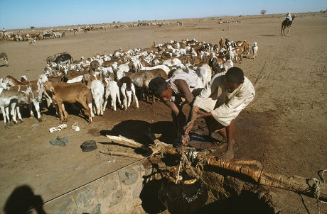 Livestock Sudan Kordofan Province Goats Sheep Editorial Stock Photo ...