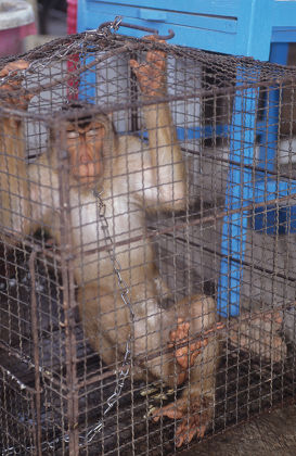 56 Chained monkey Stock Pictures, Editorial Images and Stock Photos ...