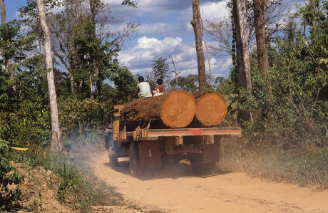 Logging Brazil Amazon Vicinity Paragominas Mahogany Editorial Stock ...
