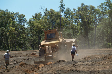 Reforestation Australia Western Australia Darling Range Editorial Stock ...